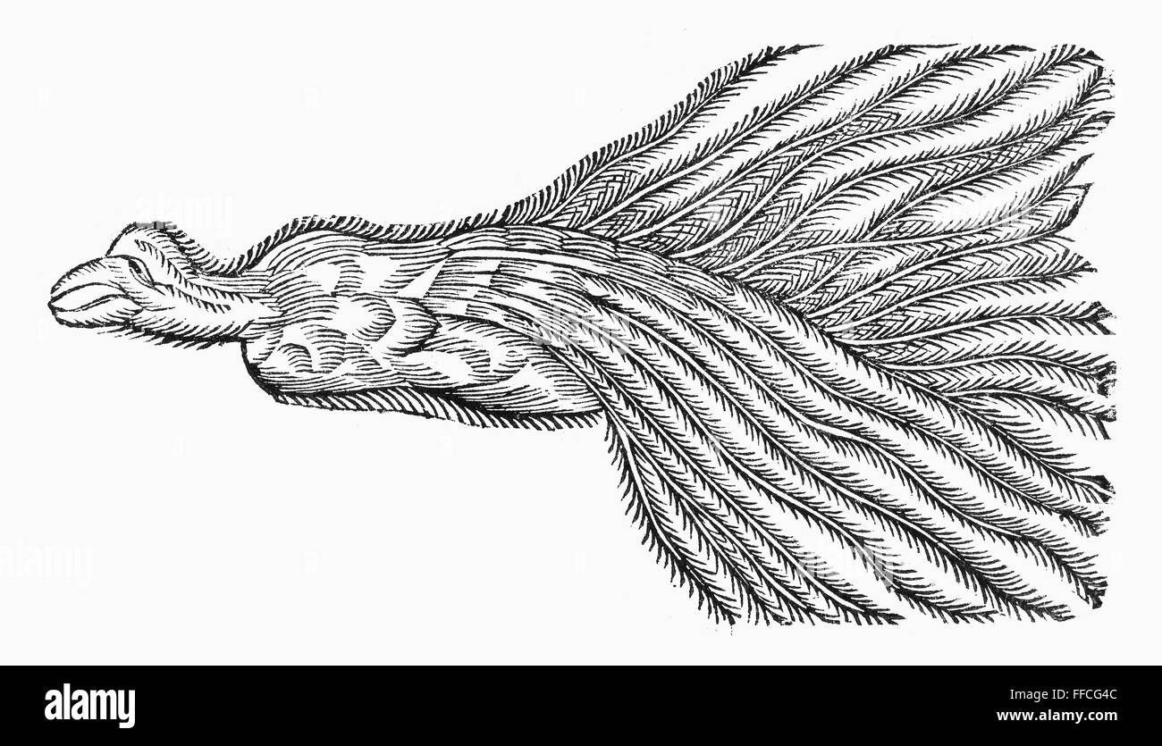 BIRD, 16th CENTURY. /nBird of Paradise. Woodcut, 16th century Stock ...