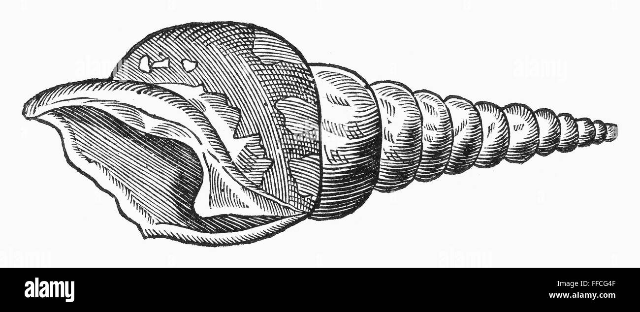SHELL, 16th CENTURY. /nHermit crab shell, woodcut, 16th century Stock ...