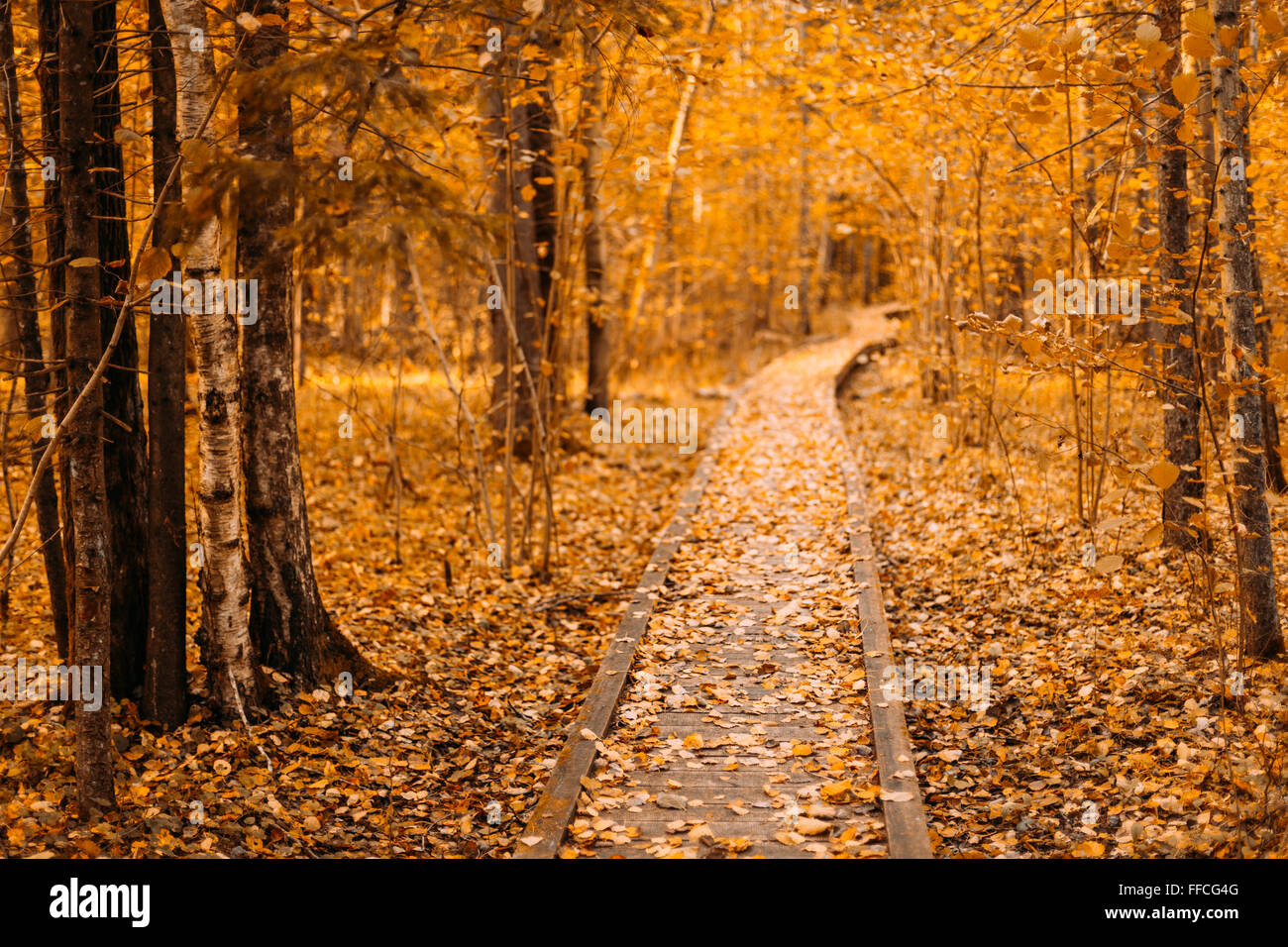 Wooden boarding path way pathway in autumn forest Stock Photo - Alamy