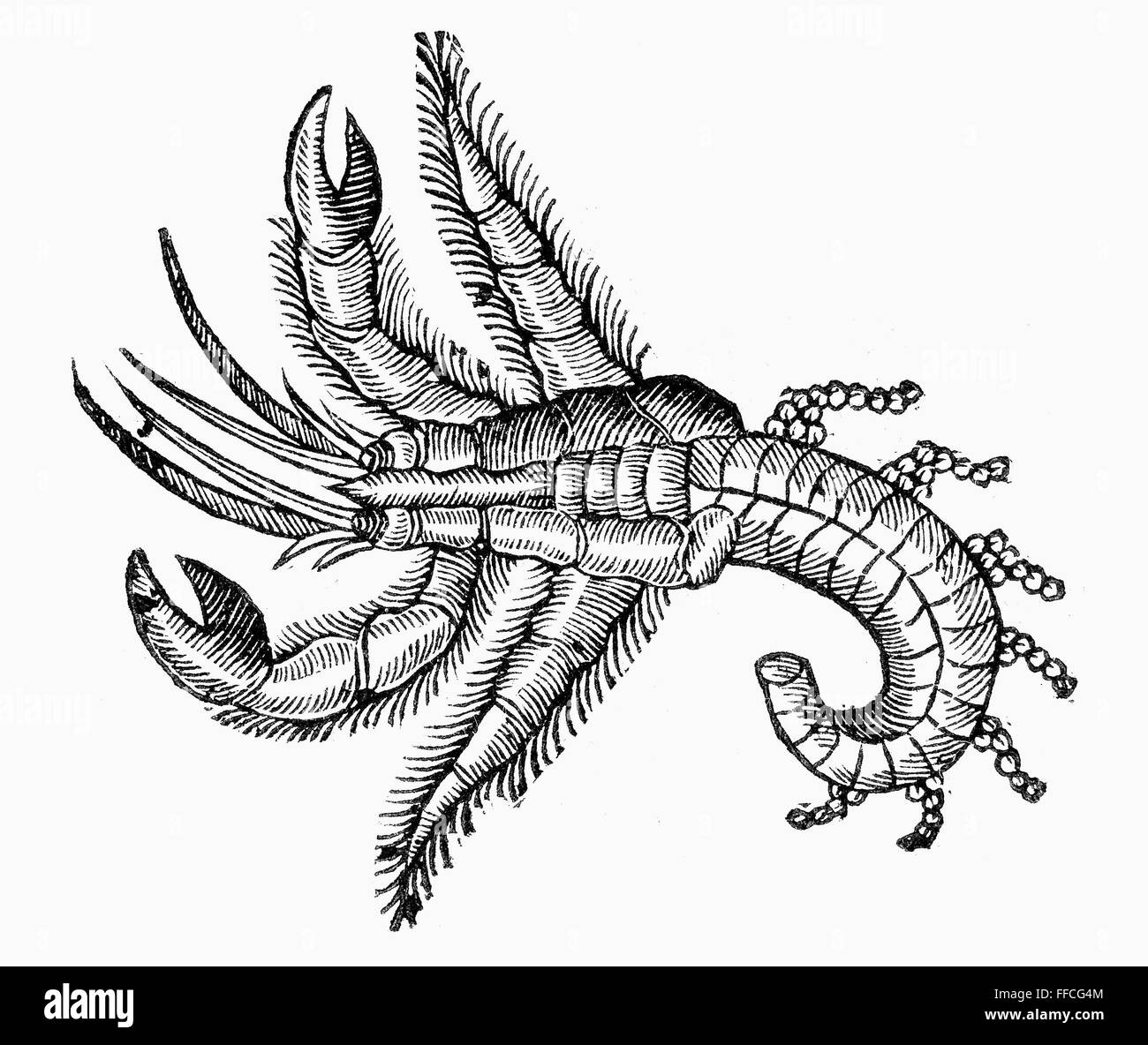 HERMIT CRAB, 16th CENTURY. /nHermit crab out of its shell. Woodcut ...