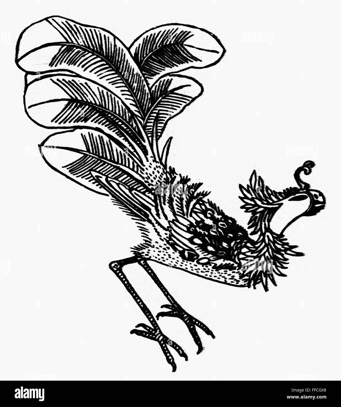 CHINESE MYTHOLOGY: PHOENIX. /nChinese phoenix, symbol of peace and ...