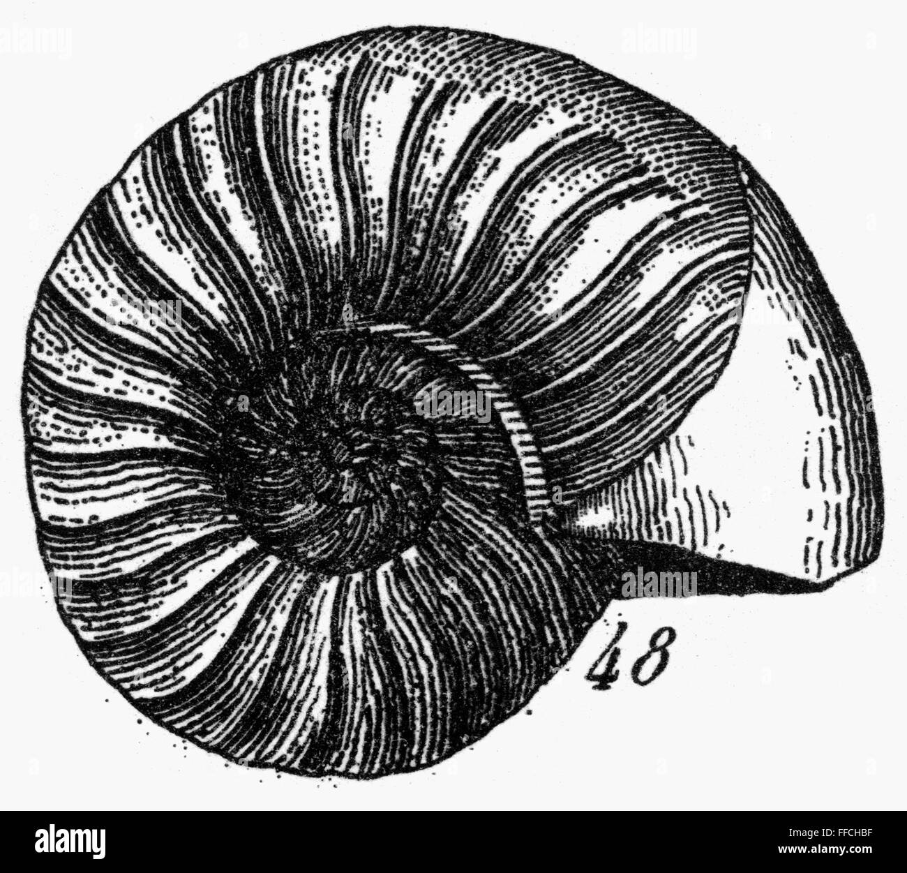 Fossil Jurassic Period Nfossil Of A Shell From The Jurassic Period Line Engraving German