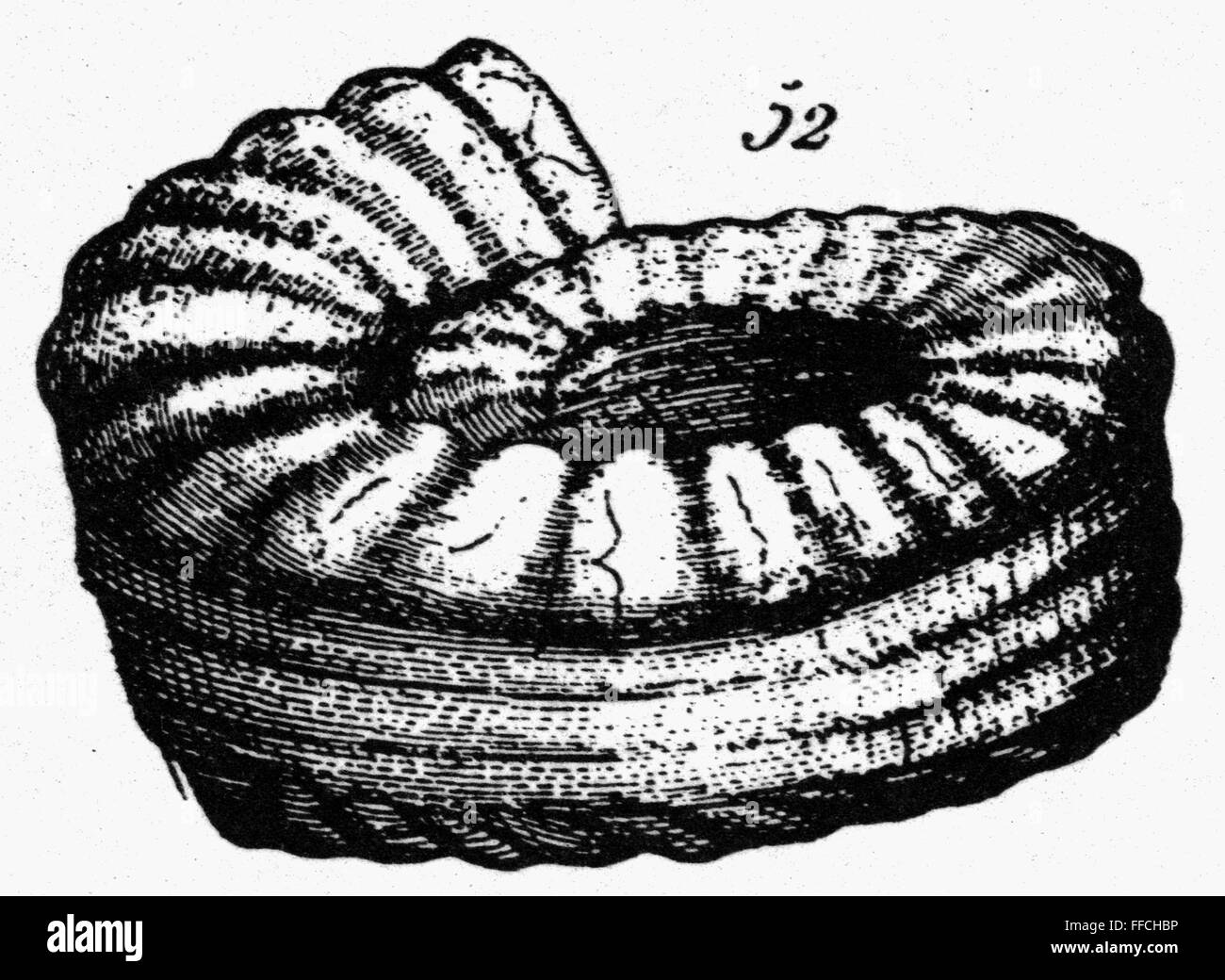 Shell cave hi-res stock photography and images - Alamy