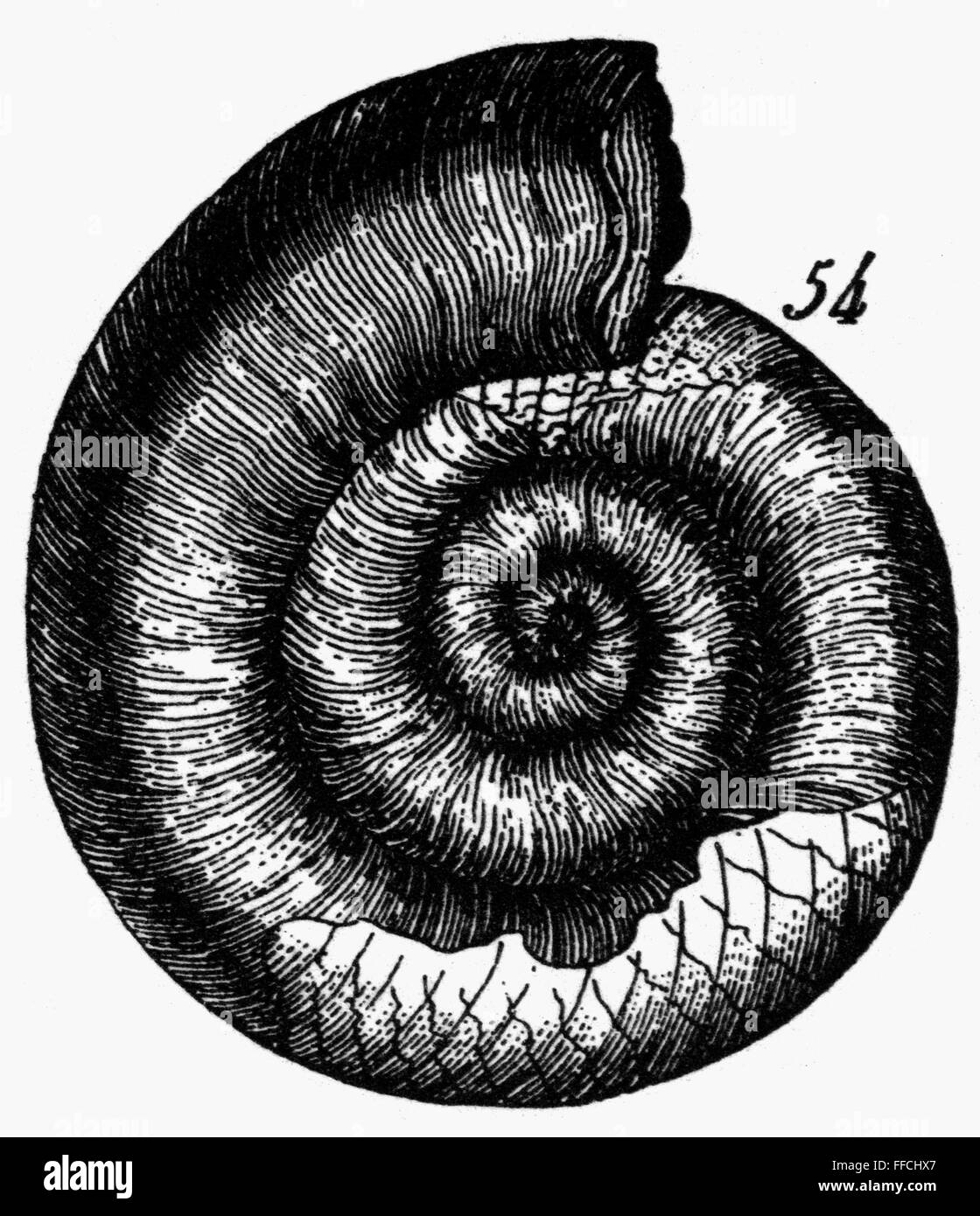 Shell cave hi-res stock photography and images - Alamy