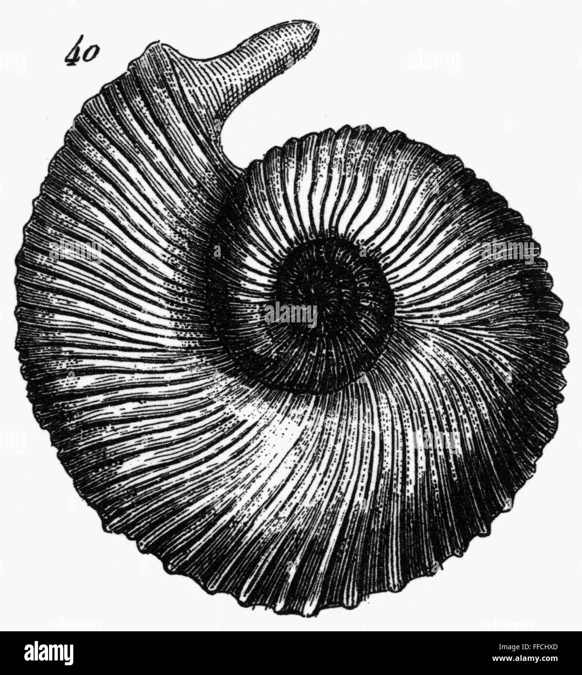 FOSSIL: CRETACEOUS PERIOD. /nFossil of a shell from the Cretaceous ...