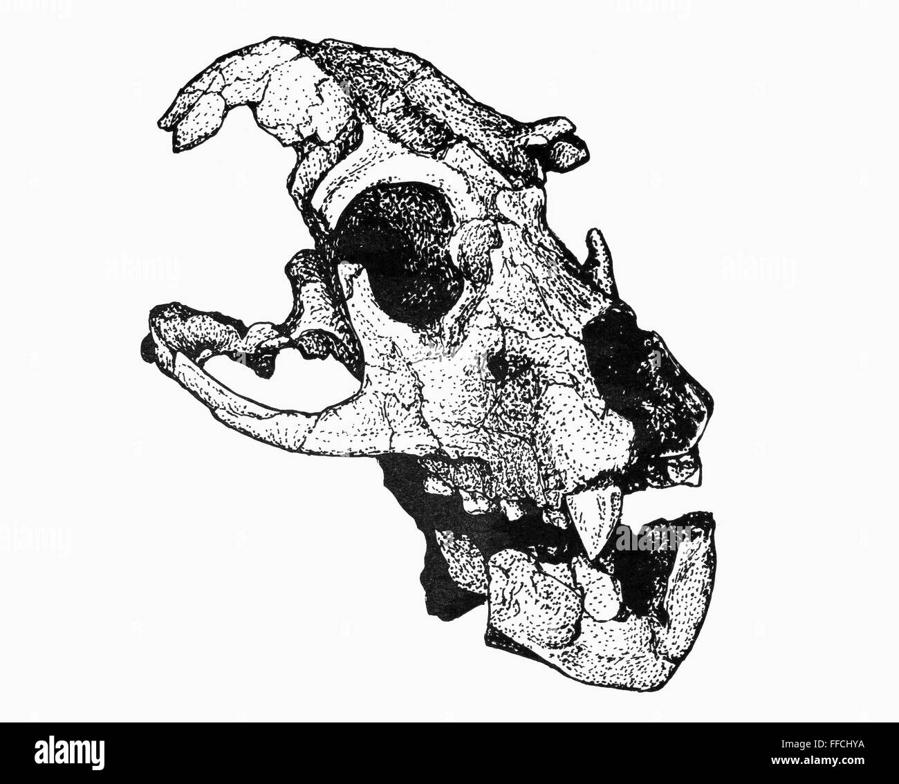 TURKANAPITHECUS KALAKOLENSIS. /nSpecies of ape that lived about 18 ...