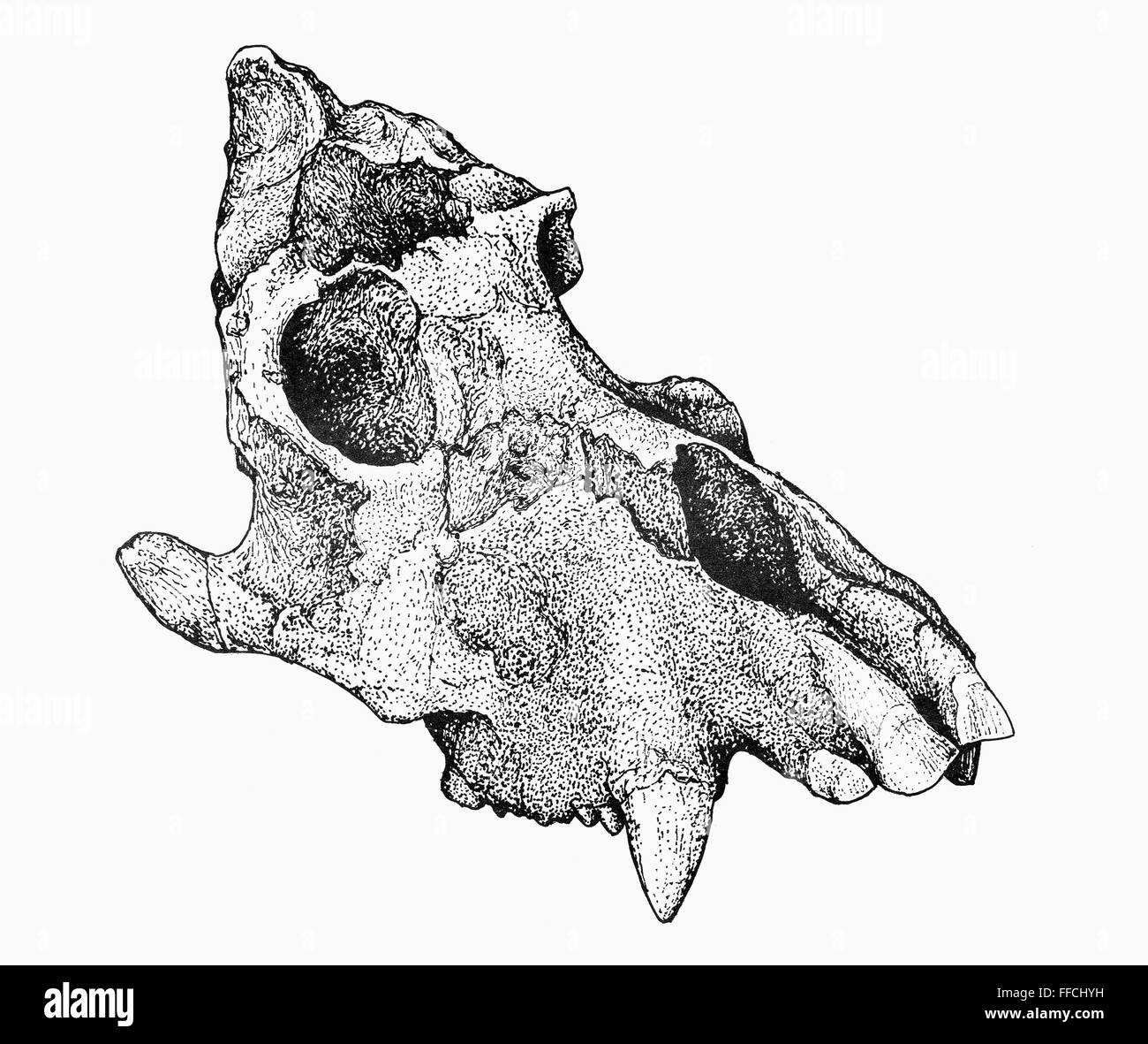 AFROPITHECUS TURKANENSIS. /nSpecies of large ape that lived about 18 ...