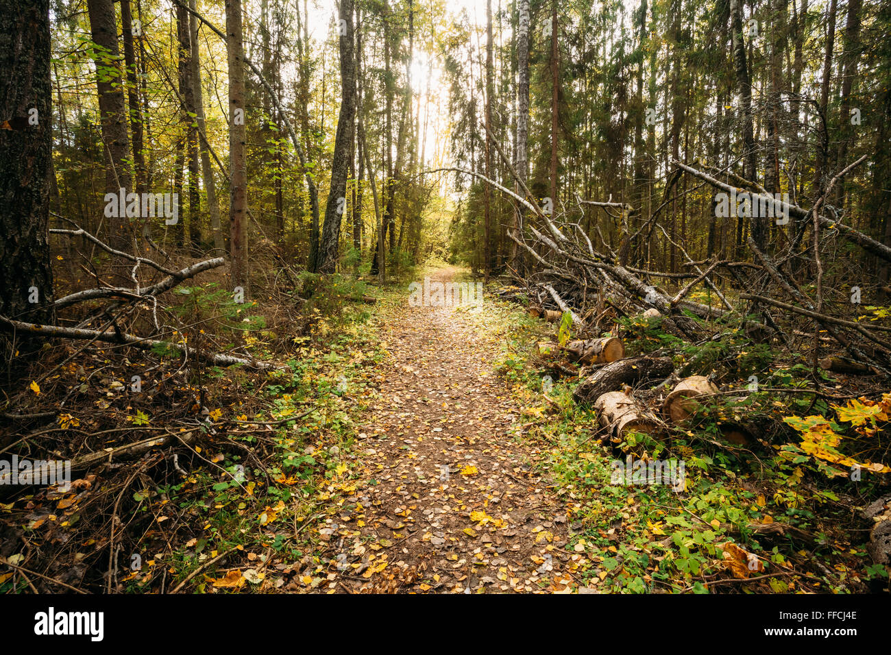 Pathway path way hi-res stock photography and images - Alamy