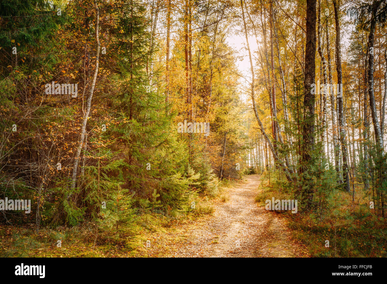 Beautiful forest path in autumn hi-res stock photography and images - Alamy