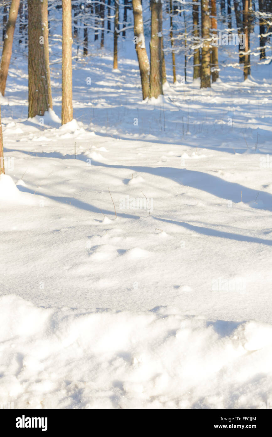 winter snow background with forest for portrait sessions. 80 mm Stock ...