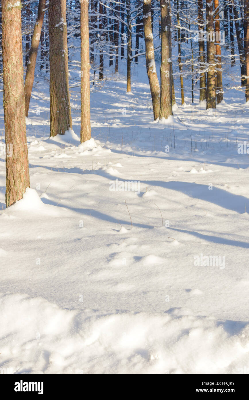 winter snow background with forest for portrait sessions. 80 mm Stock ...
