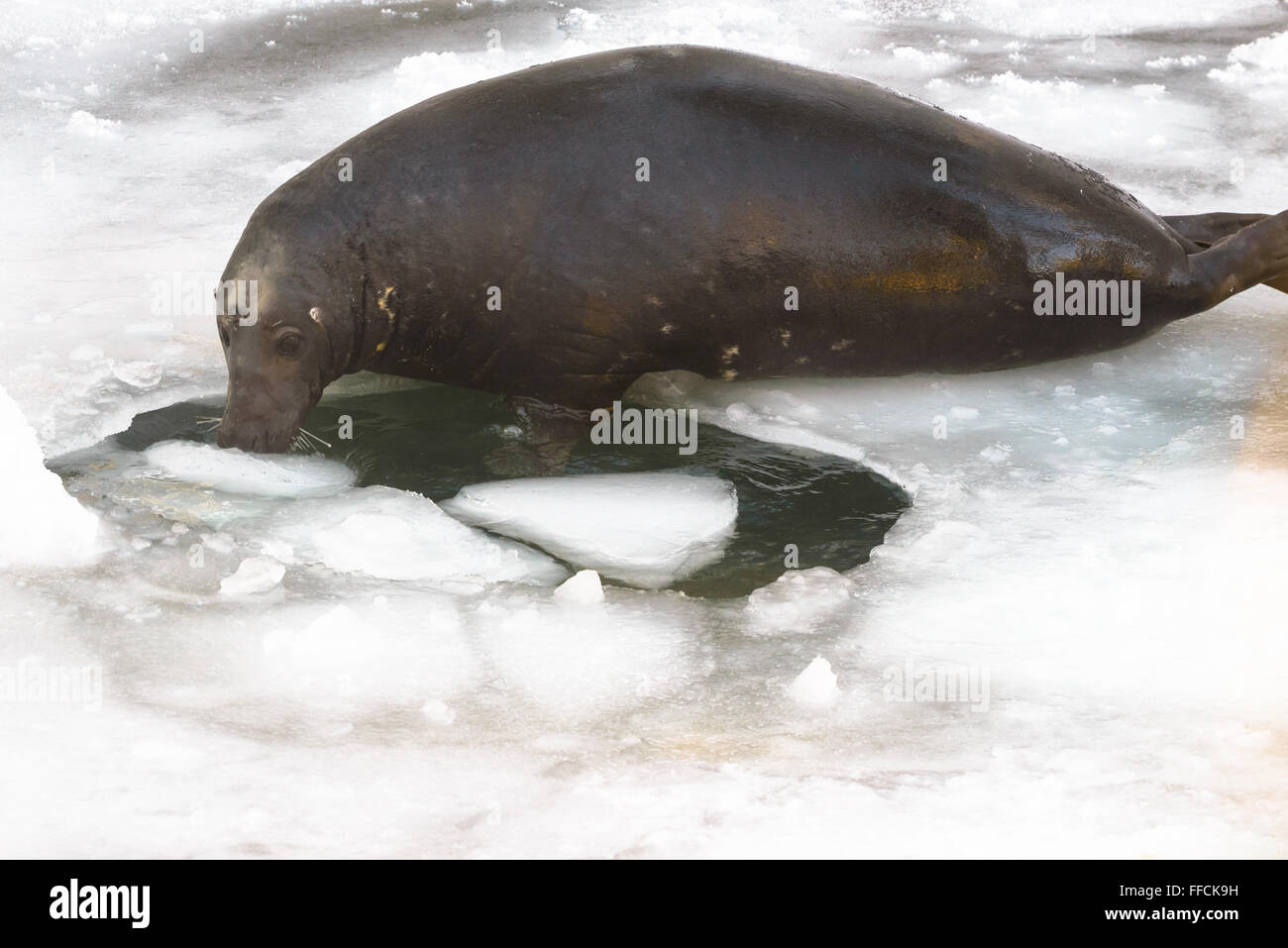 Grey seal in ica-hole surrounded by ice cover Stock Photo - Alamy