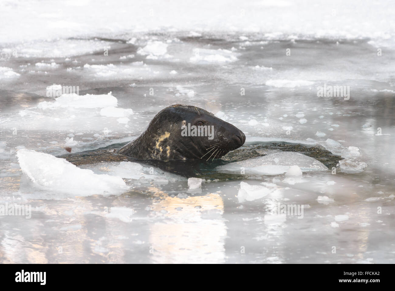 Seal dive hi-res stock photography and images - Alamy