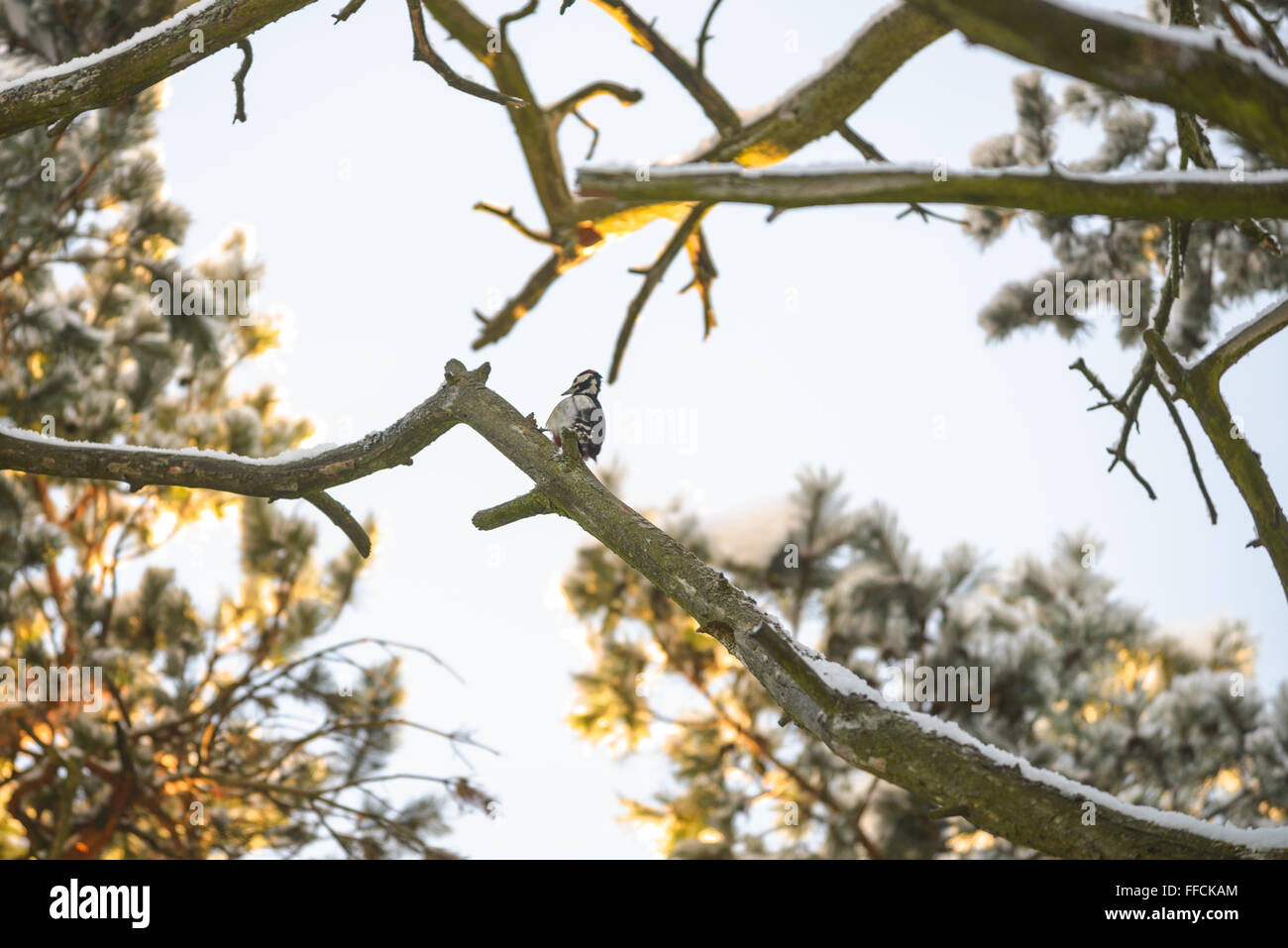 Red head woodpecker in pine-tree crone Stock Photo - Alamy
