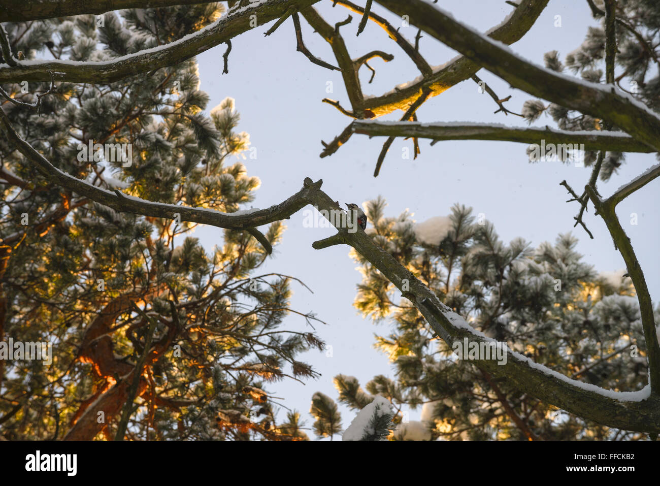 Crone of tree hi-res stock photography and images - Alamy