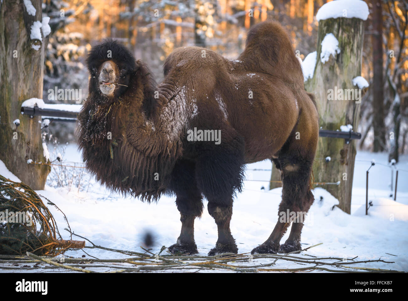 Winter camel hi-res stock photography and images - Alamy