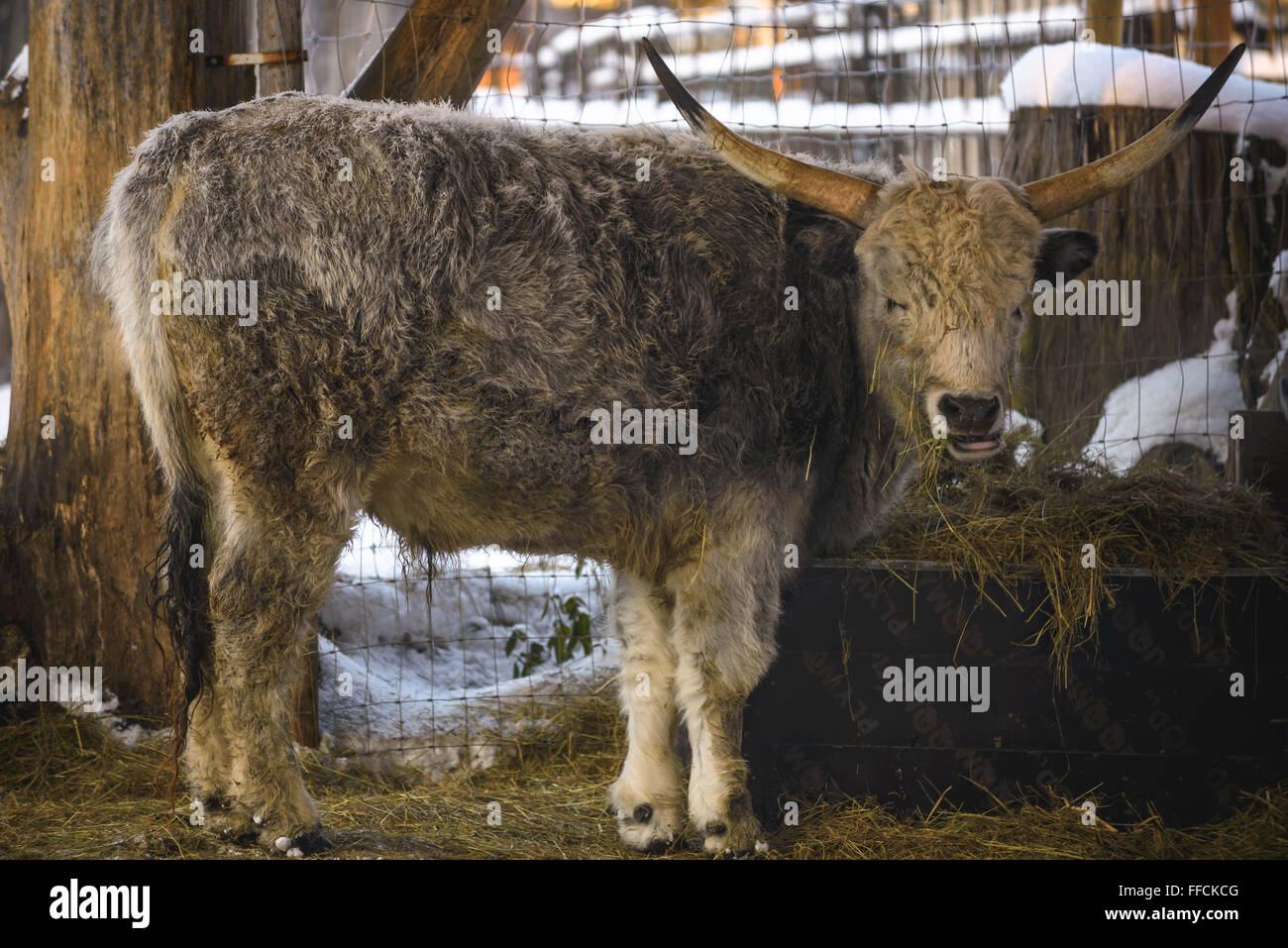 Hungarian grey cattle or hungarian steppe cattle hi-res stock ...