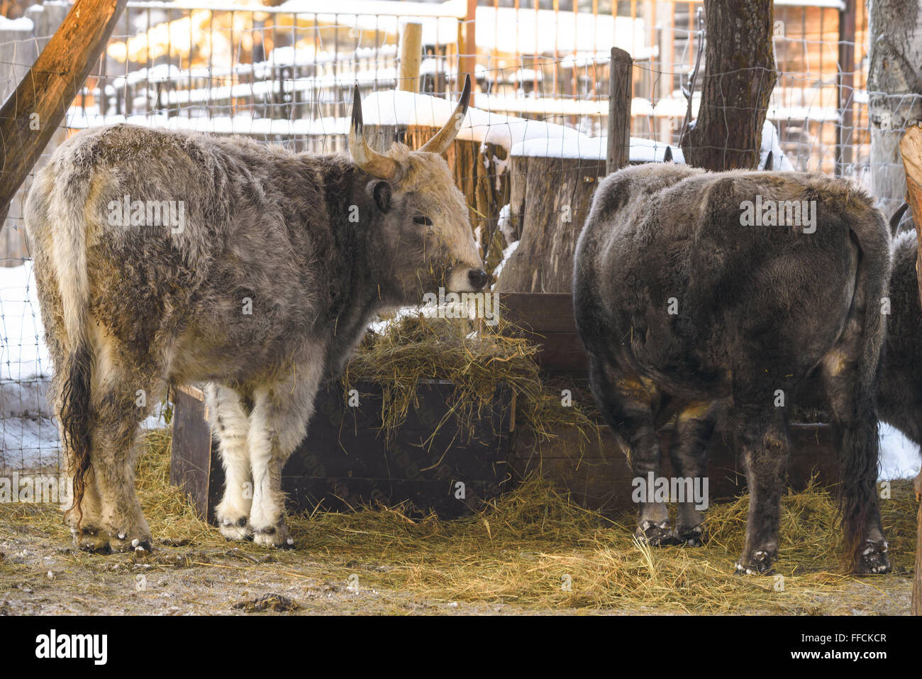 Hungarian grey cow is feeding under shed Stock Photo - Alamy