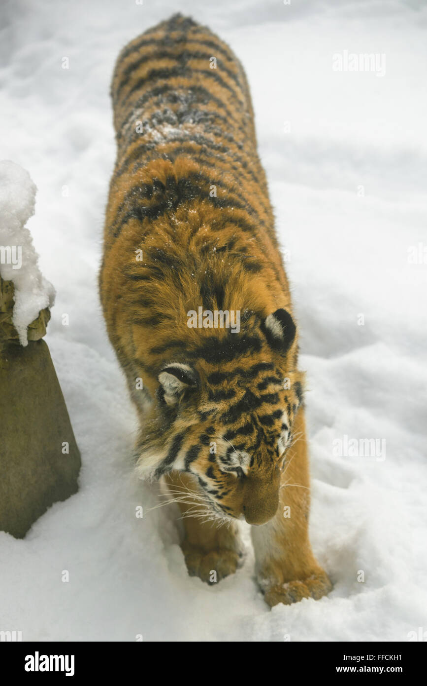 Tiger top view hi-res stock photography and images - Alamy