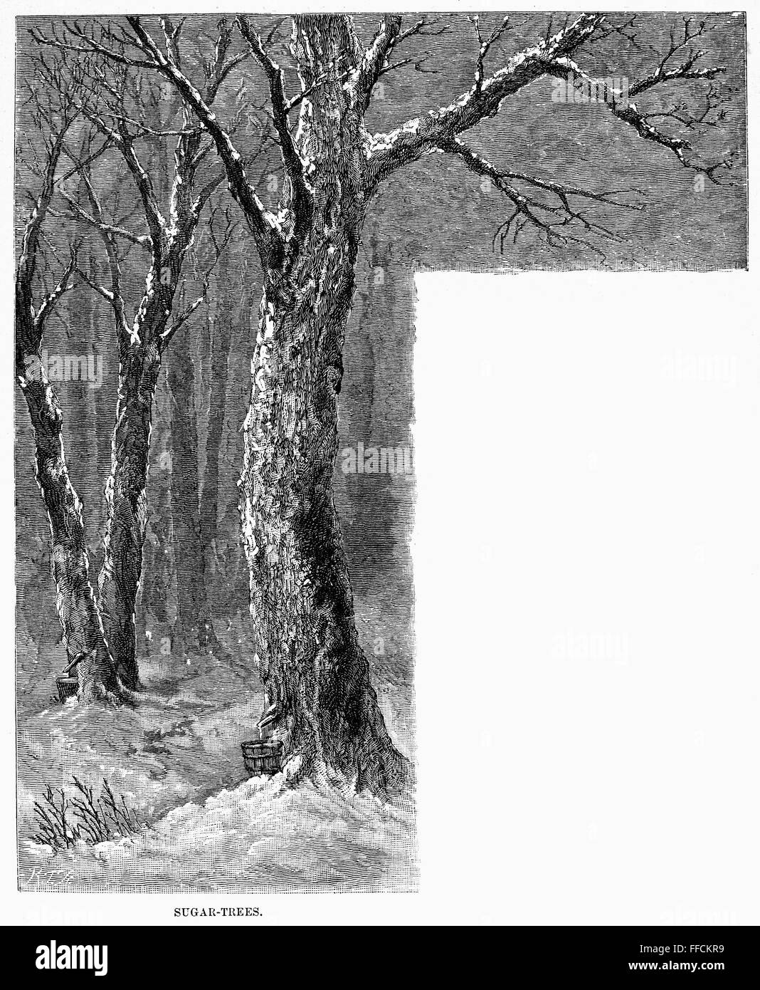 TAPPING MAPLE TREES. /nTaping sugar maples for sap. Line engraving ...