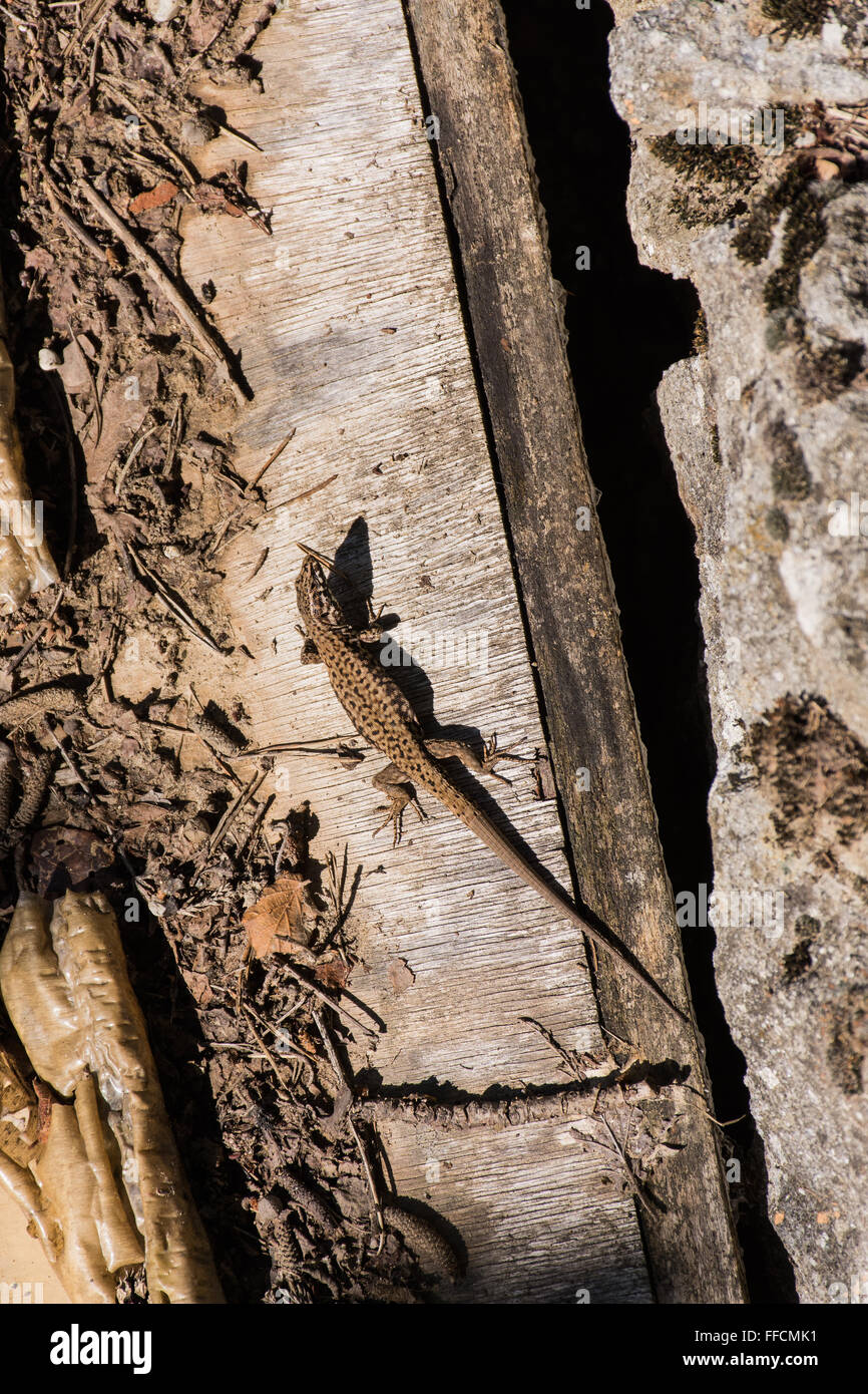 Under the dragon rock hi-res stock photography and images - Alamy