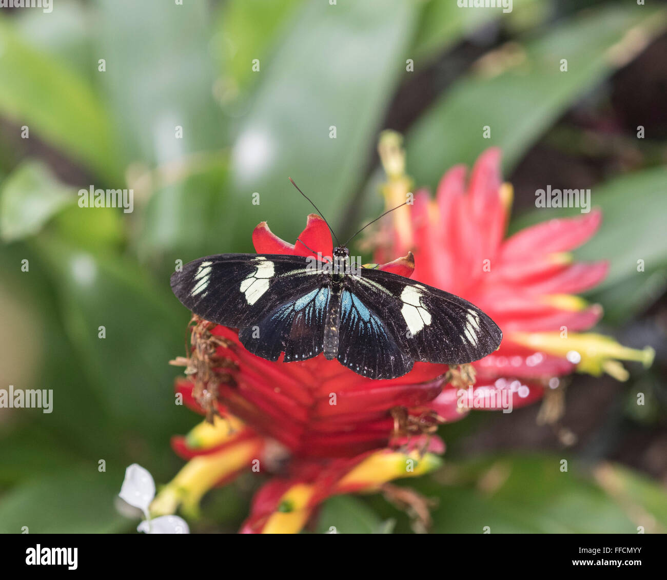 Antiochus longwing hi-res stock photography and images - Alamy