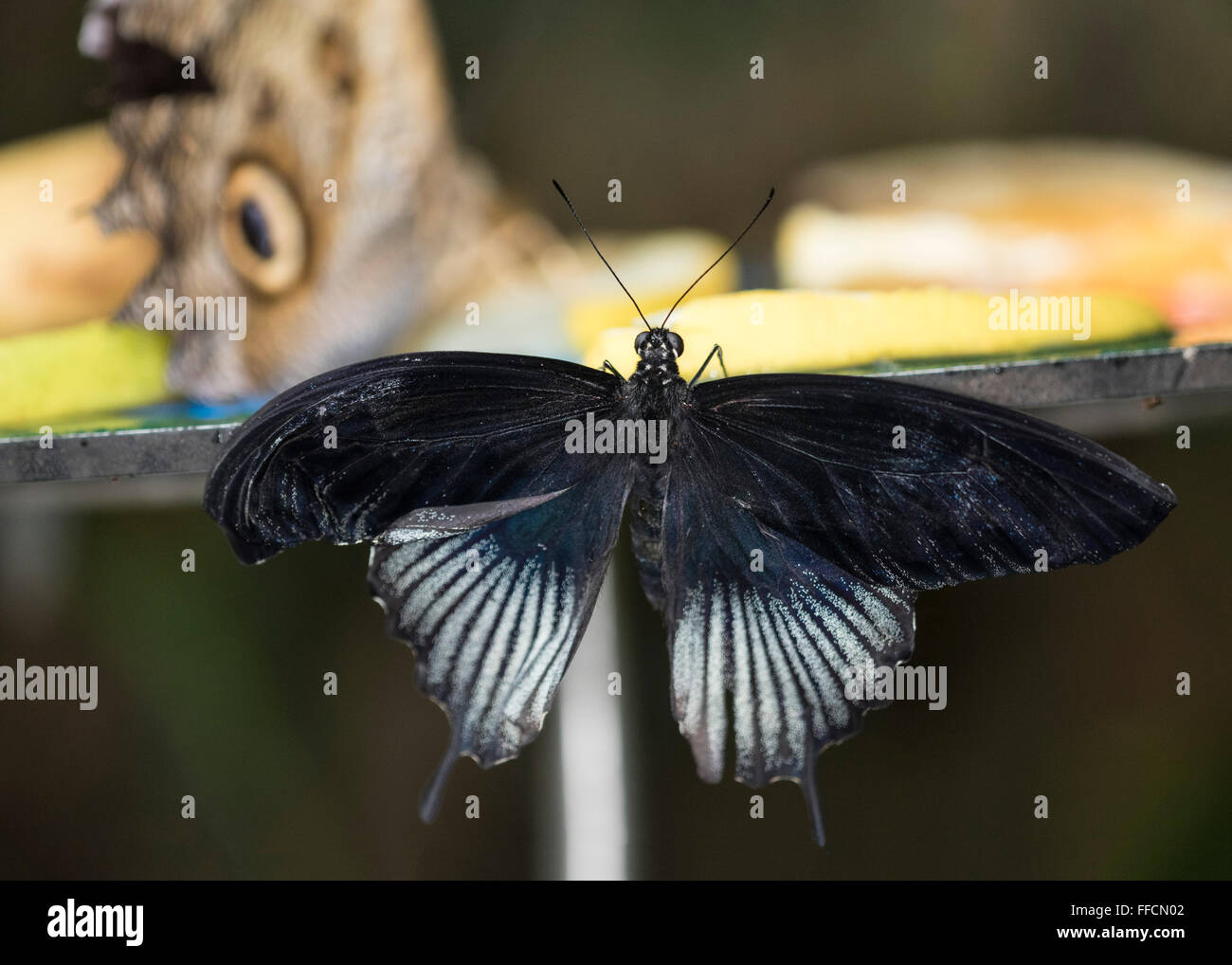 Male Great Mormon Butterfly (Papilio memnon Stock Photo - Alamy