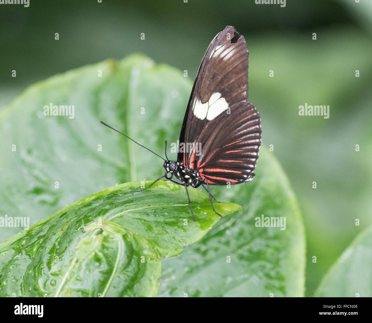 Antiochus longwing hi-res stock photography and images - Alamy