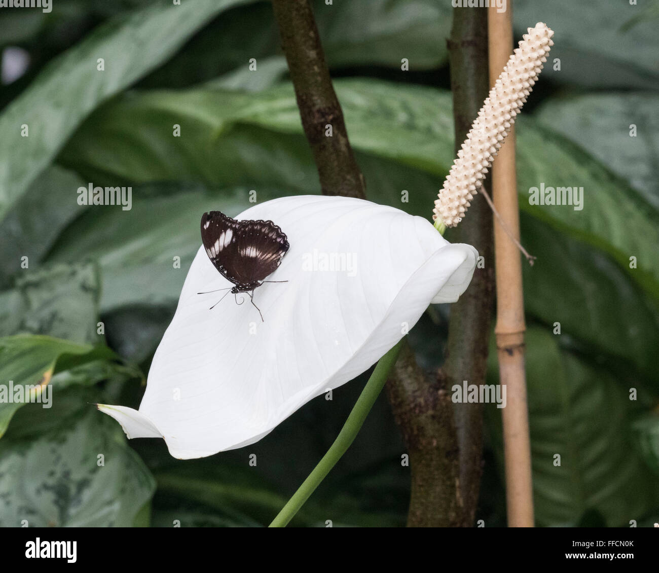 Antiochus longwing hi-res stock photography and images - Alamy