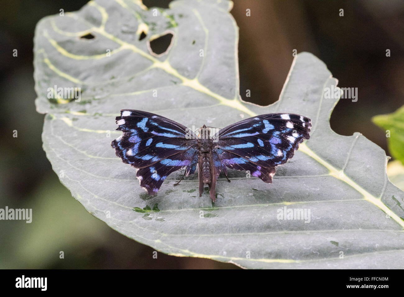 Mexican Butterfly Stock Photos & Mexican Butterfly Stock Images - Alamy