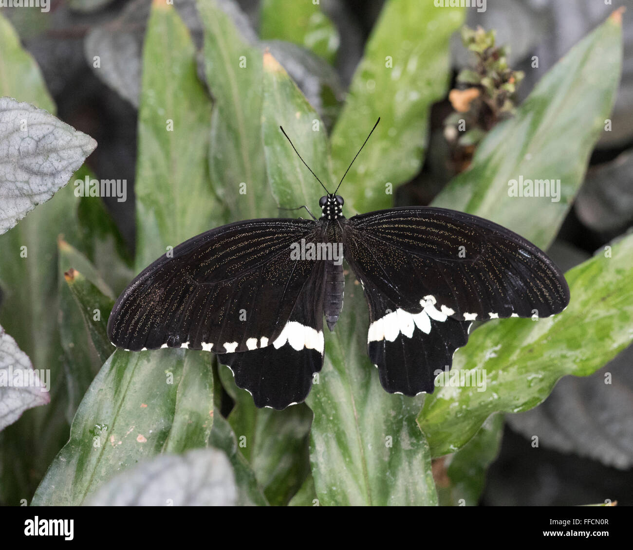 A Common Mormon butterfly (Papilio polytes) rests on a leaf Stock Photo ...