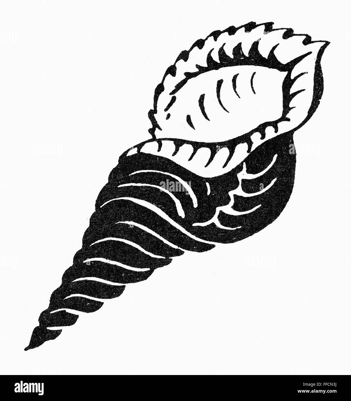 TRITON'S HORN. /nThe horn of Triton, a deity of the sea in Greek ...