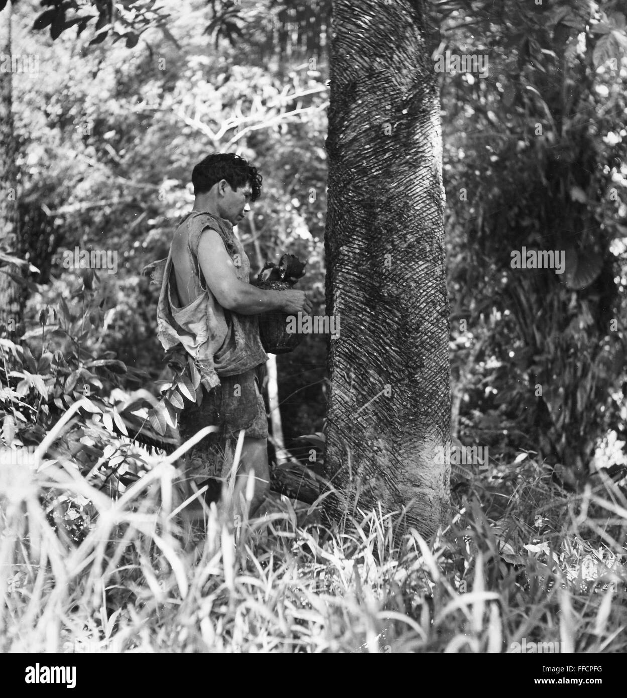 BRAZIL: RUBBER, 1953. /nCollecting latex on a rubber plantation near ...