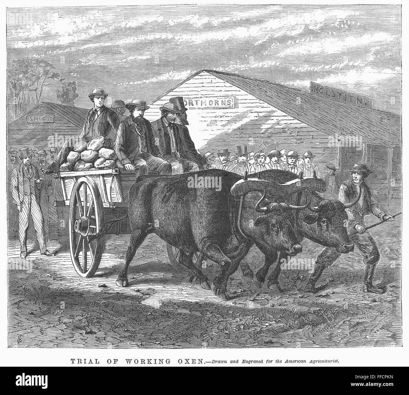 OX CART, 1871. /nTrial of working oxen. Wood engraving, American, 1871 ...