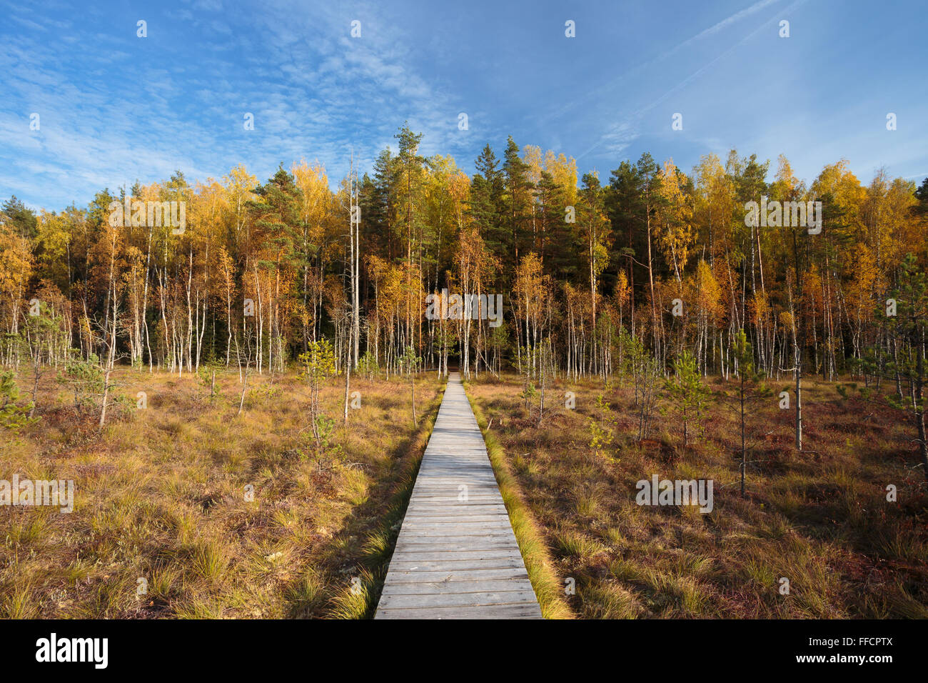 Wooden path way pathway from marsh swamp to forest. Autumn season Stock ...