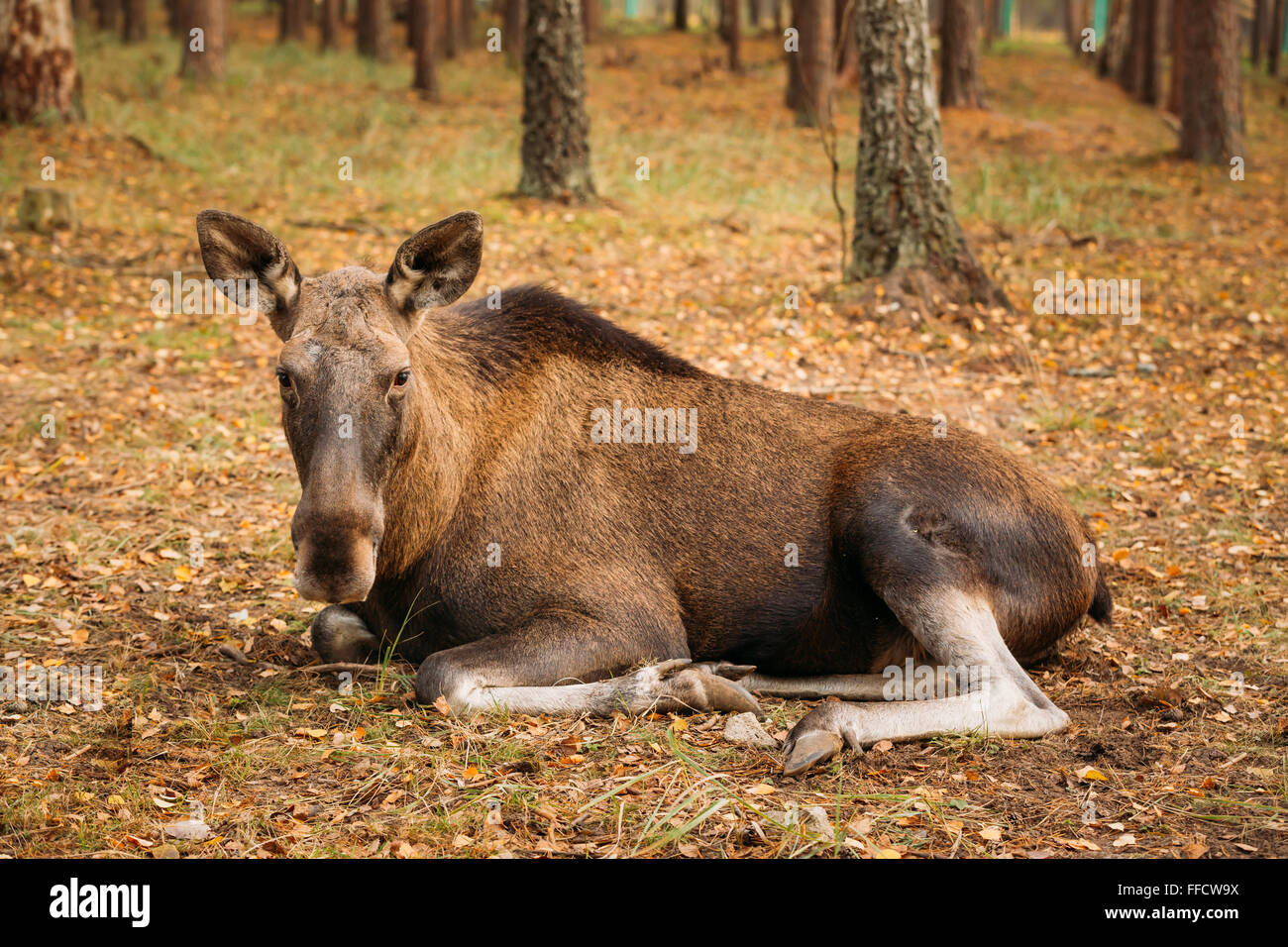 Elk female animal in forest hi-res stock photography and images - Alamy