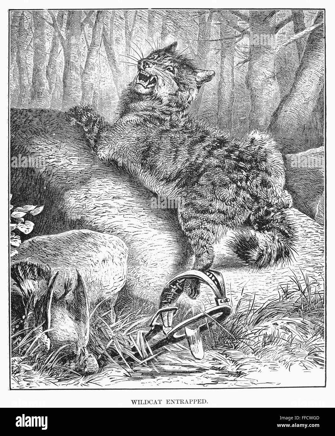 HUNTING: TRAP. /nWildcat entrapped. Line engraving, 19th century Stock ...