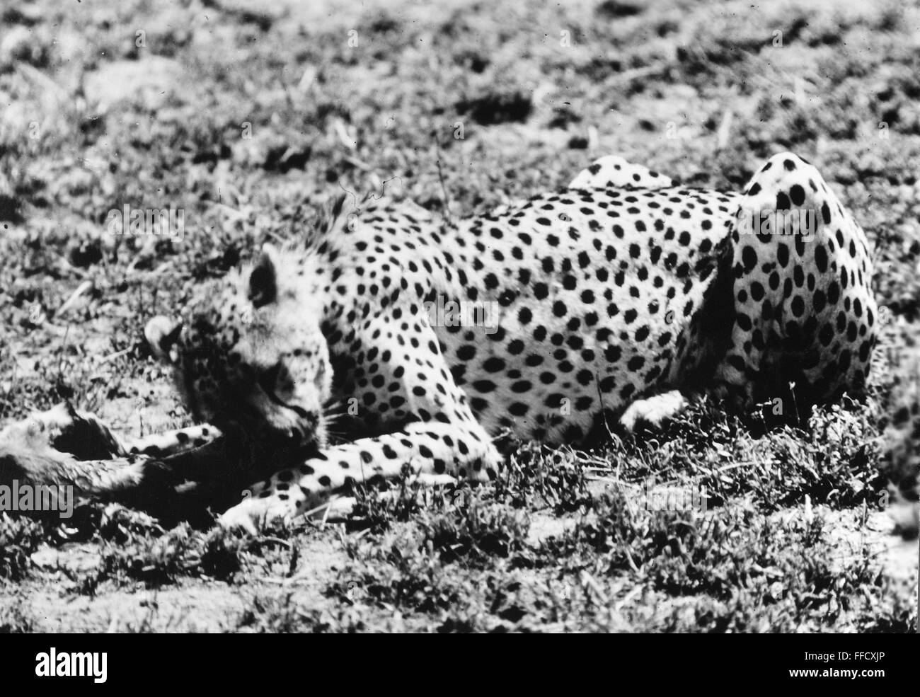 CHEETAH. /nPhotographed 20th century Stock Photo - Alamy