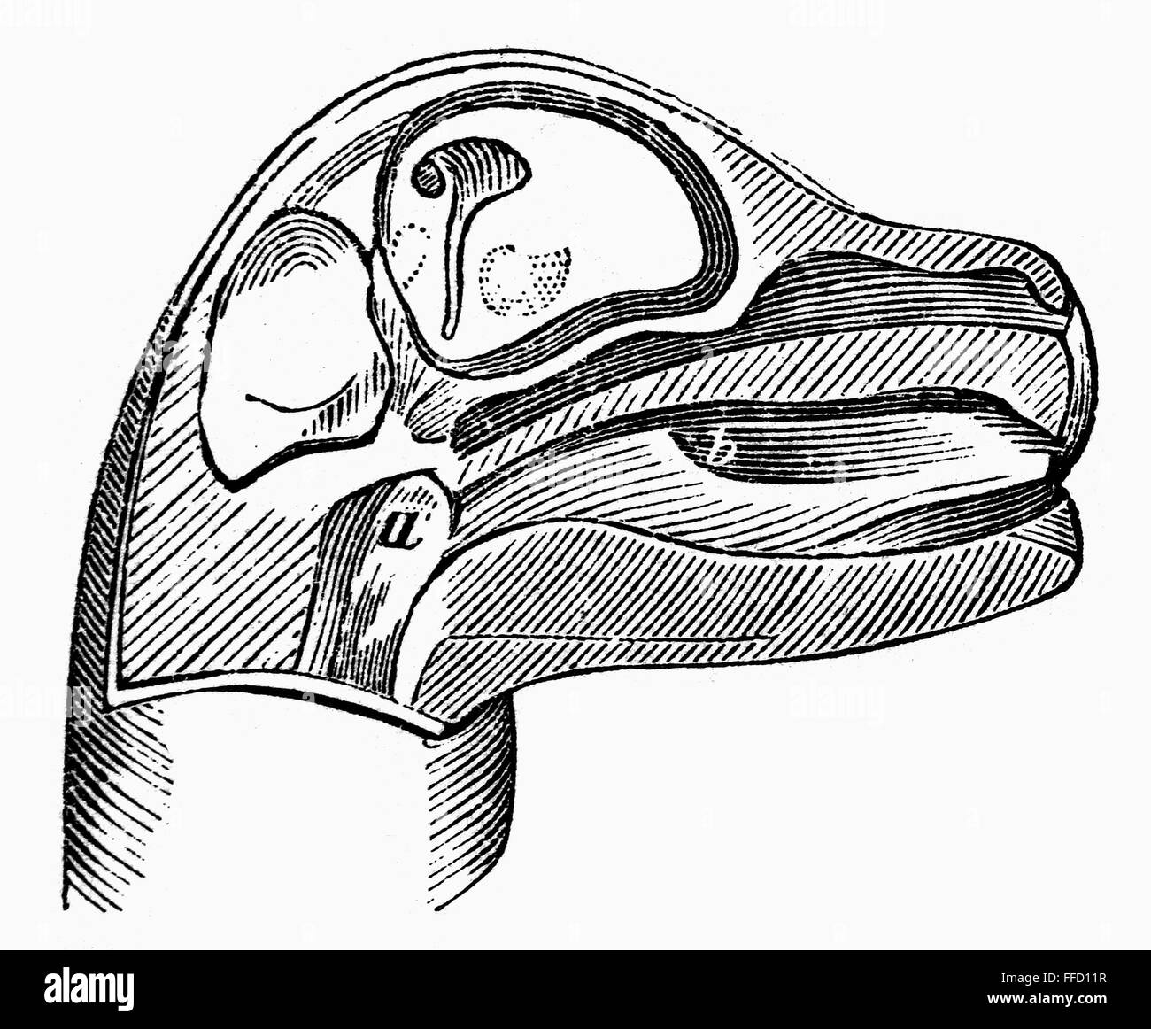 KANGAROO: ANATOMY. /nDissected head of young kangaroo. Line engraving ...