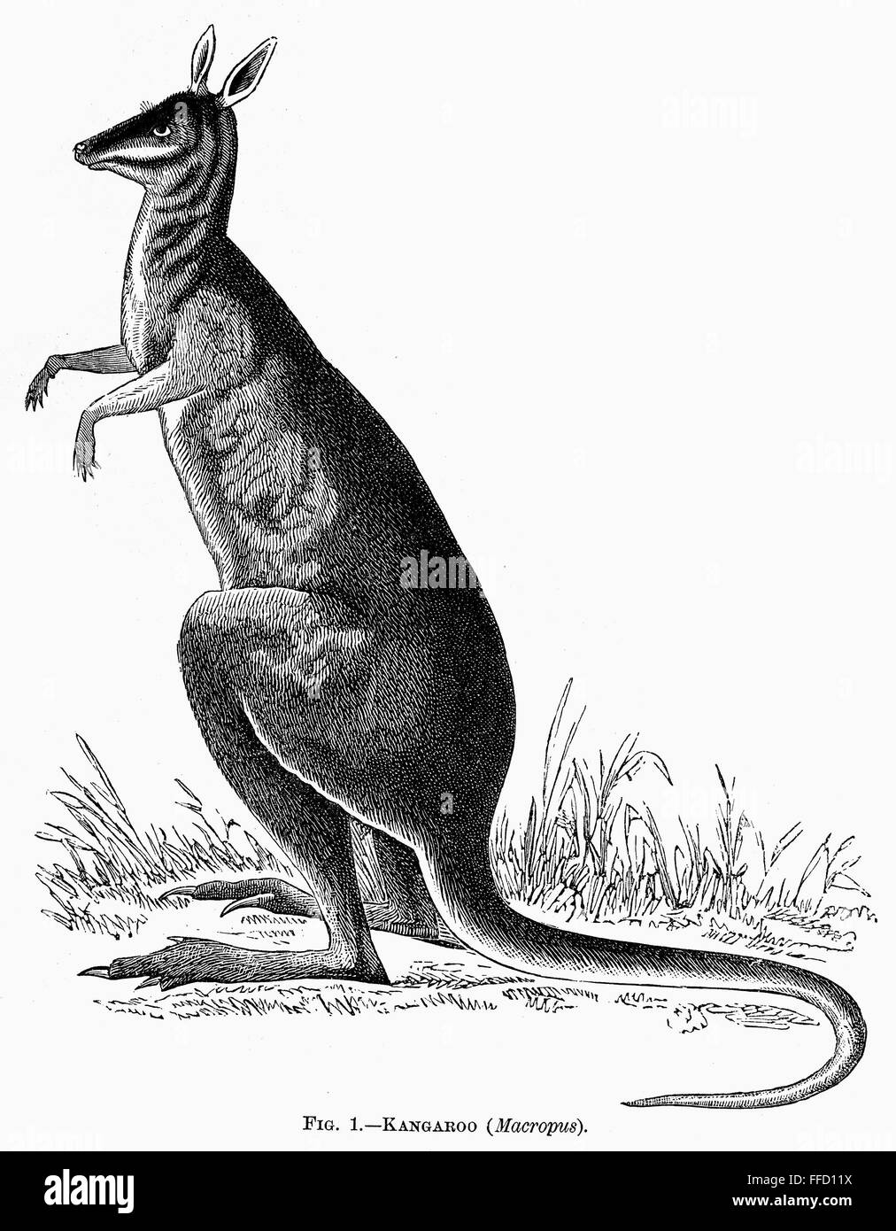 KANGAROO. /nLine engraving, 19th century Stock Photo - Alamy