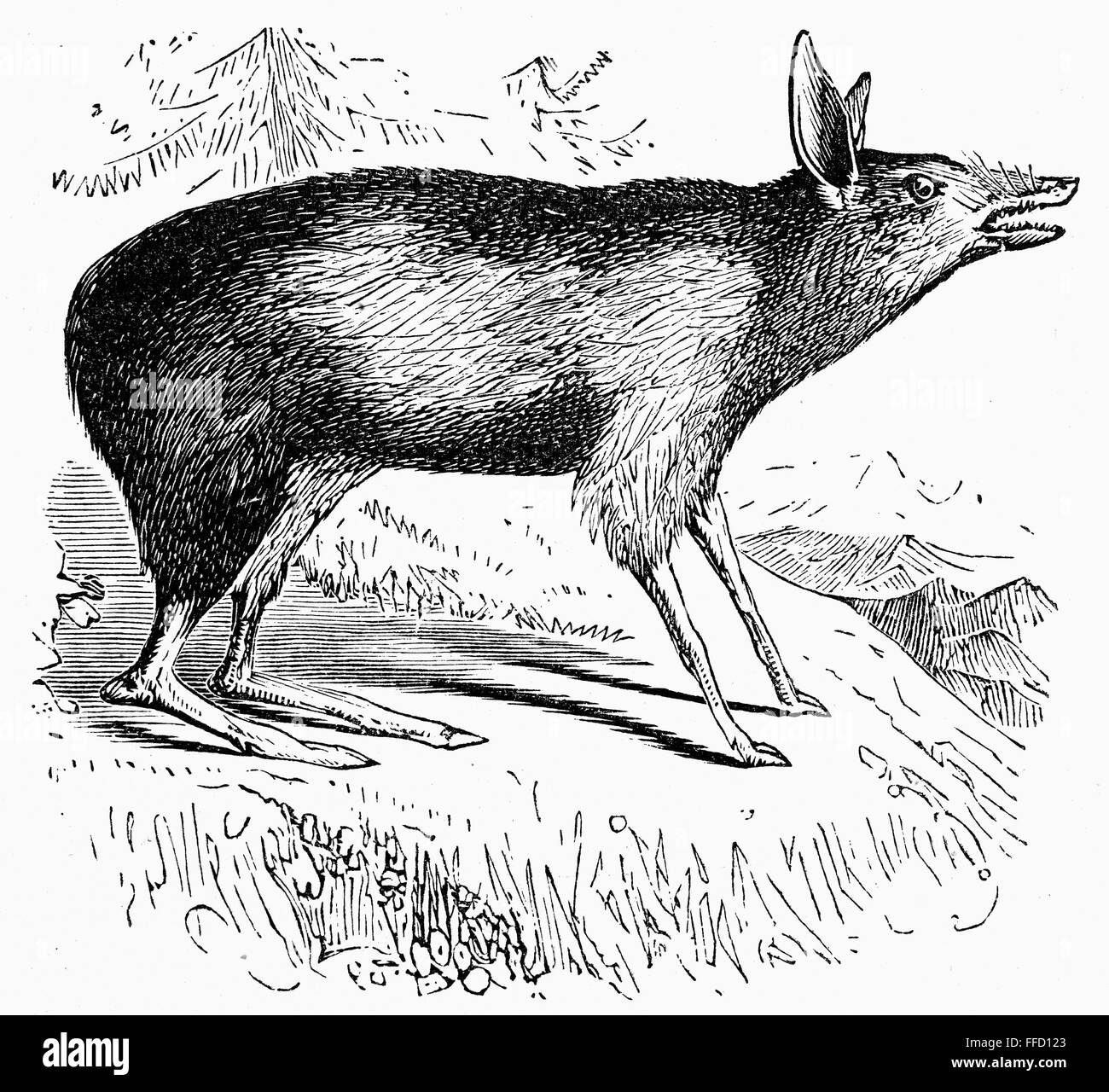 BANDICOOT. /nThe extinct pig-footed bandicoot. Line engraving, 19th ...