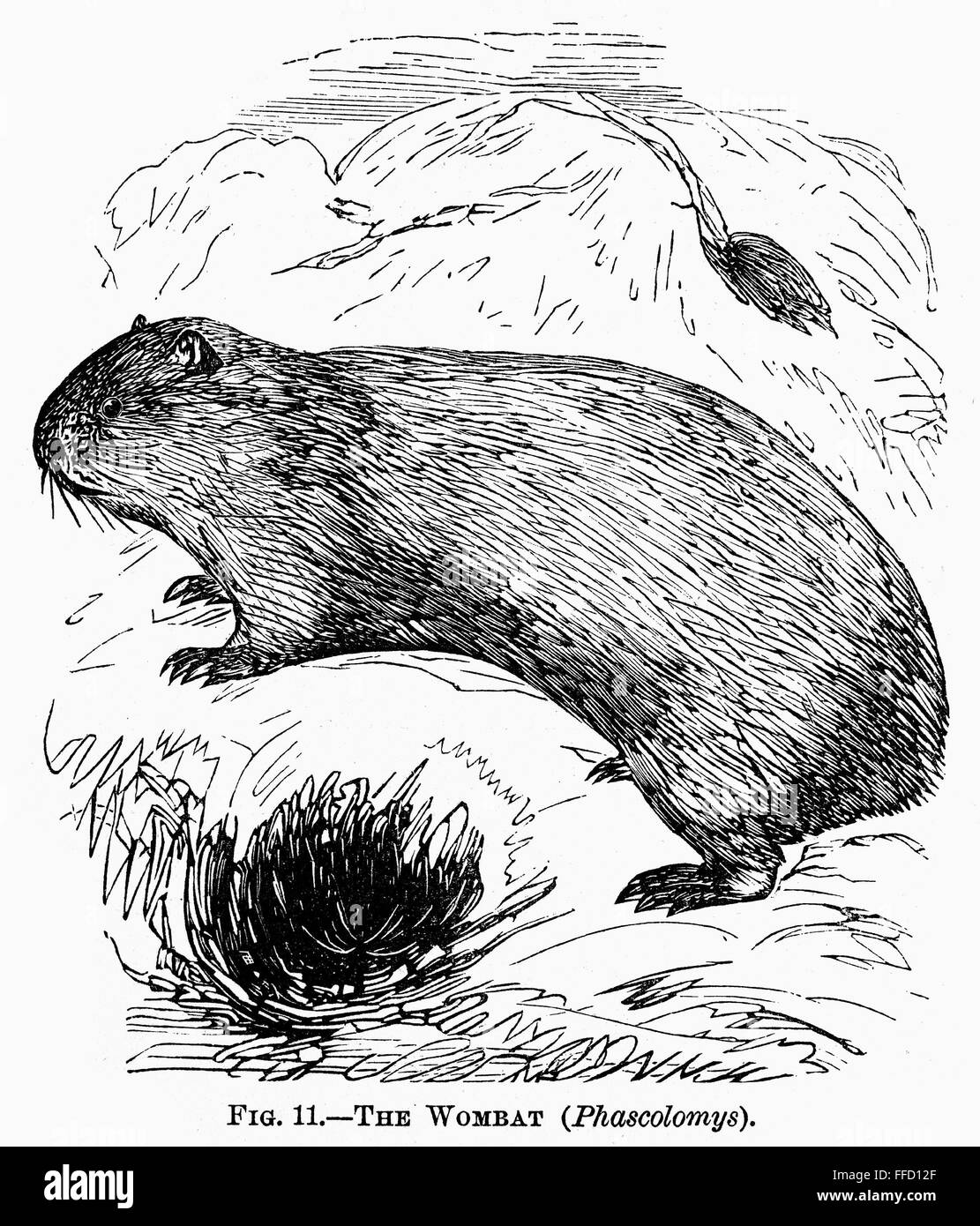 WOMBAT. /nLine engraving, 19th century Stock Photo - Alamy