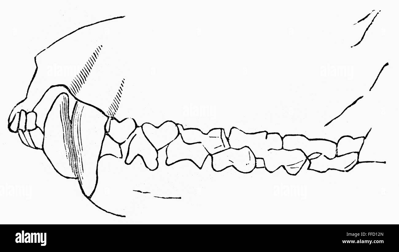 QUOLL TEETH. /nTeeth of a quoll (genus Dasyurus), a carnivorous ...