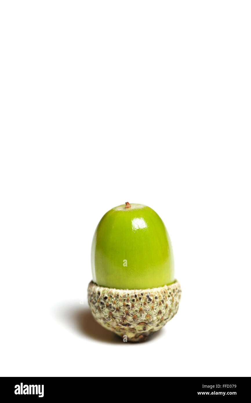 A studio shot of a ripe green acorn shot against a plain white ...