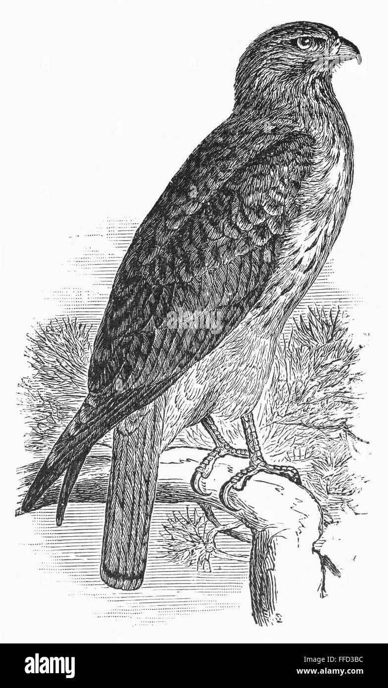 RED-TAILED HAWK, 1890. /nLine engraving, 1890 Stock Photo - Alamy