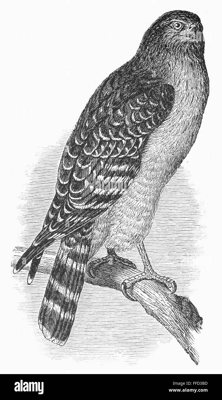 RED-SHOULDERED HAWK, 1890. /nLine engraving, 1890 Stock Photo - Alamy