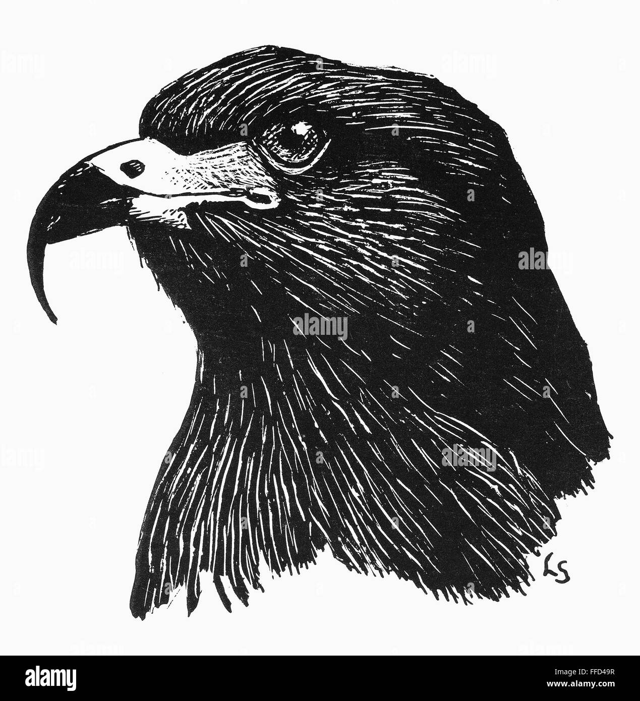 EVERGLADE KITE. /nEverglade Kite, or Snail Kite (Rostrhamus sociabilis ...
