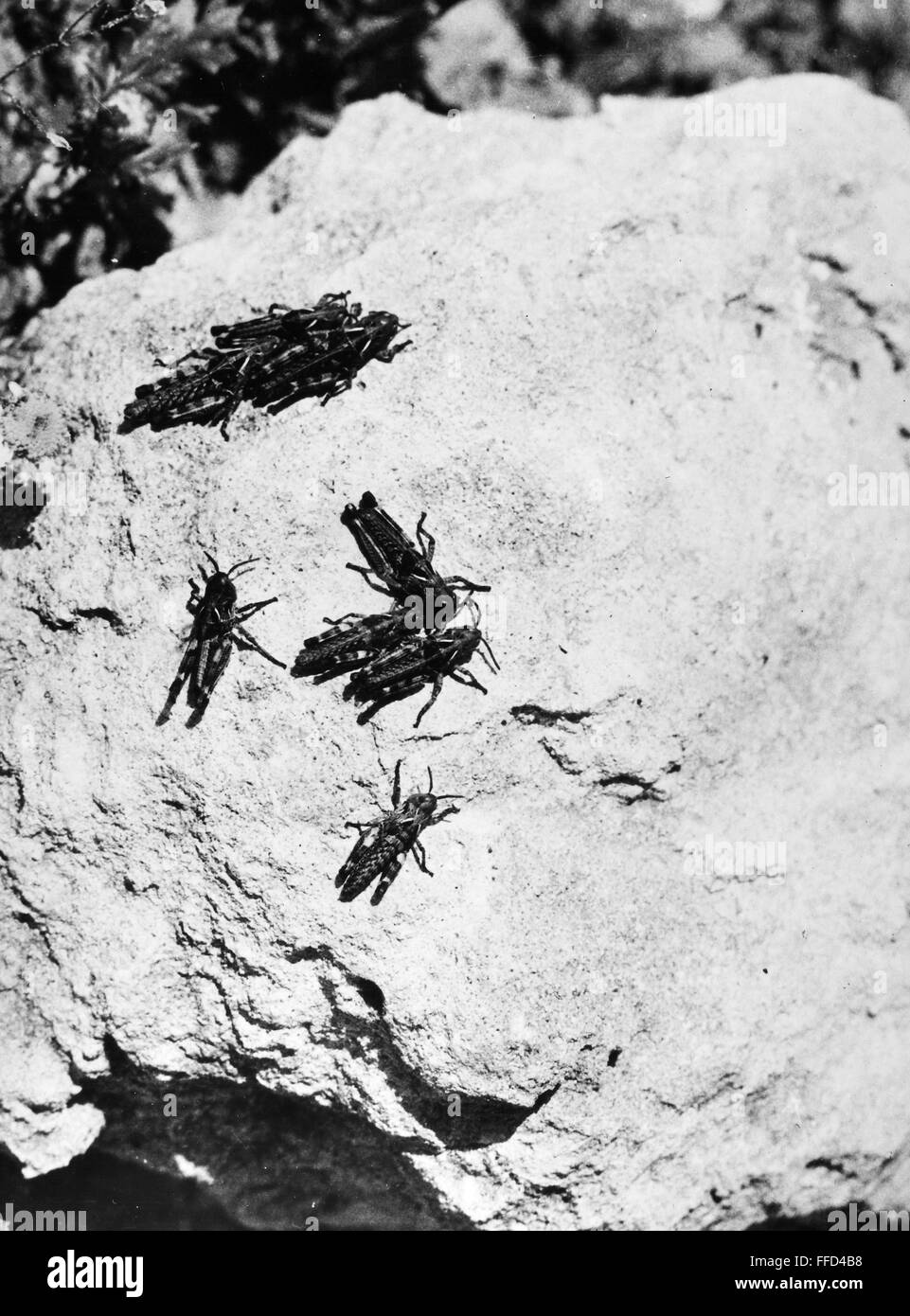 LOCUSTS. /nAdult desert locusts in the Middle East. Photographed 1952 ...
