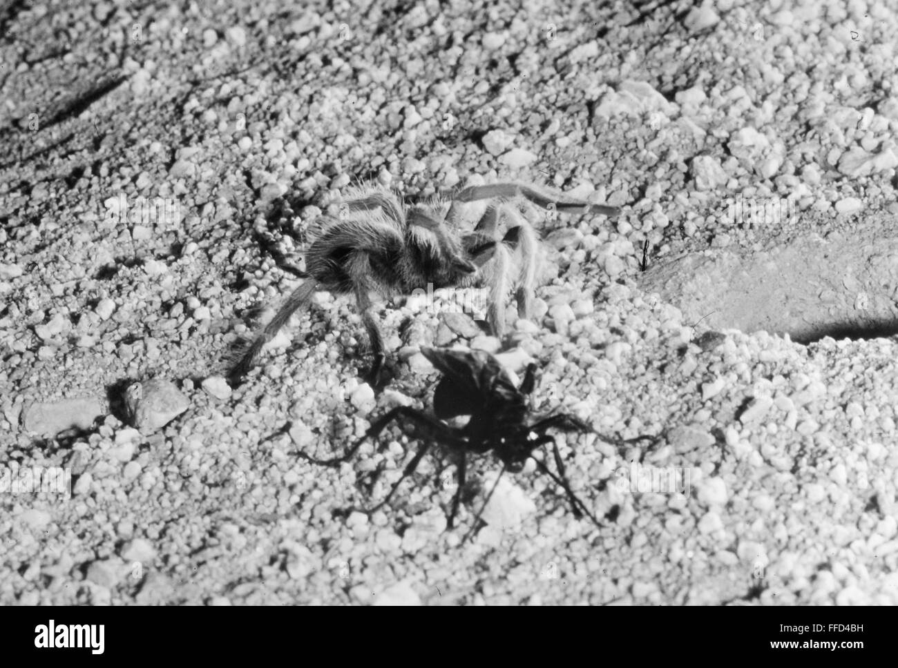WASP & TARANTULA. /nTarantula hunted and paralyzed by a female Pepsis ...