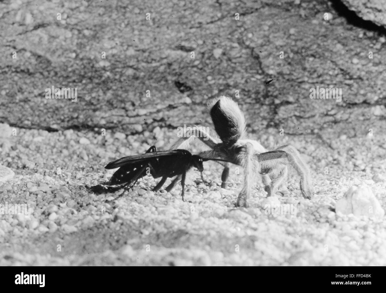 WASP & TARANTULA. /nTarantula hunted and paralyzed by a female Pepsis ...